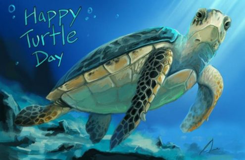 World Turtle Day - Kidschoolz